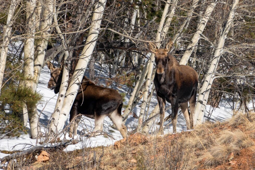 Moose On The Loose . . . at RMMC | Rocky Mountain Mennonite Camp